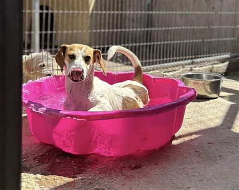 Lakko The Souda Shelter