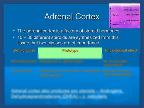 Solution Adrenal Corticosteroids Studypool