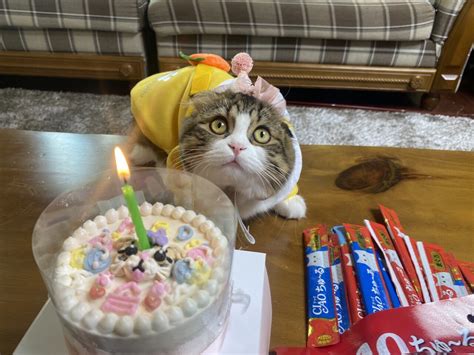 죄송합니다 고양이 보고 화푸세여 포텐 터짐 최신순 에펨코리아