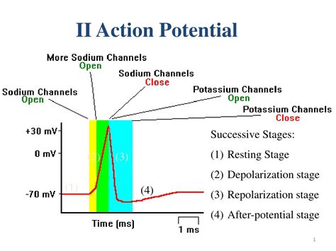 Repolarization Action Potential