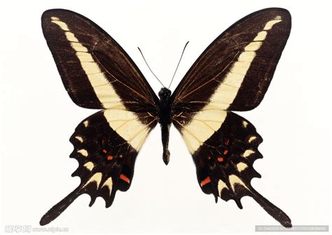 蝴蝶摄影图 昆虫 生物世界 摄影图库 昵图网