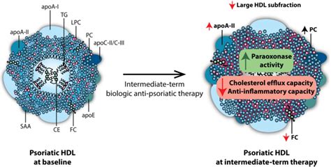 Schematic Illustration Of Hdl Remodelling At Intermediate Term Biologic Download Scientific
