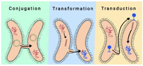 Microbial Toxins And Mycotoxins Flashcards Quizlet