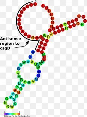 Non Coding RNA Non Coding DNA Coding Region Ribosomal RNA PNG 1280x667px Noncoding Rna