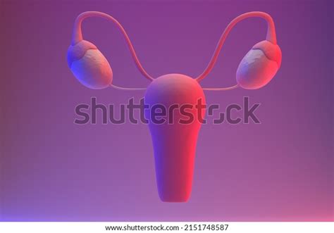 내부 생식기 자궁과 난소 3d 렌더링 스톡 일러스트 2151748587 Shutterstock