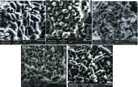 Sem Micrographs Of The S Typhi Control Growth A And Treated With R Download Scientific