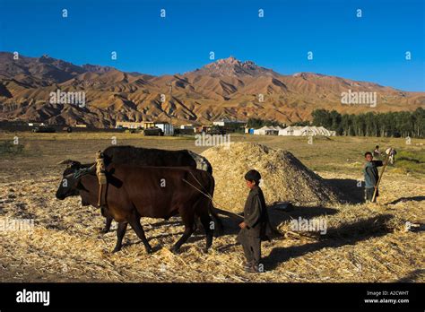 Afghanistan Bamiyan Province Bamiyan Boy Threshing With Oxen Stock