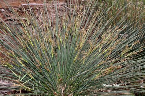 Especies Vegetales En Canarias Juncus Acutus Subsp Acutus