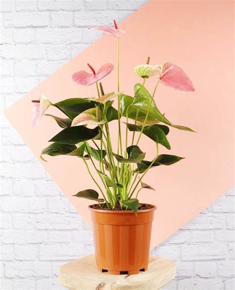 How To Grow And Care For Pink Anthurium