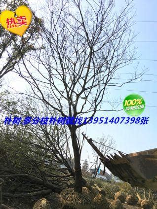 找树网 江苏 朴树 4000元 株 繁花似锦苗木张兵