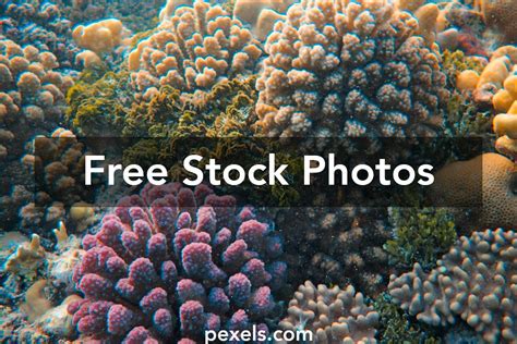 Logarithmic Spirals Photos Download The Best Free Logarithmic Spirals