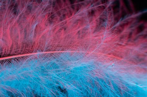 흰색 깃털의 매크로 샷 검은 배경에 물방울과 파란색과 분홍색 빛에 헤어 그립 가금류에 대한 스톡 사진 및 기타 이미지 가금류