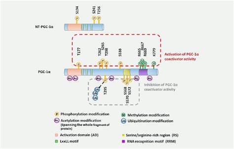 Posttranslational Modifications Of Pgc 1α The Mainly Identified Sites