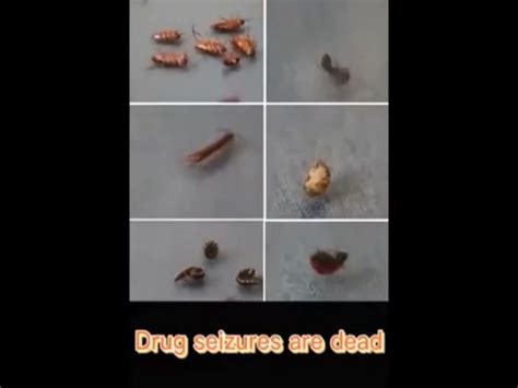 【100 Effective】bed Bug Killer Spray Bed Bugs Spray Bugs Killer Bedbugs Killer Bed Bugs