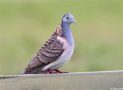 Bar Shouldered Dove Photos Photographs Pictures