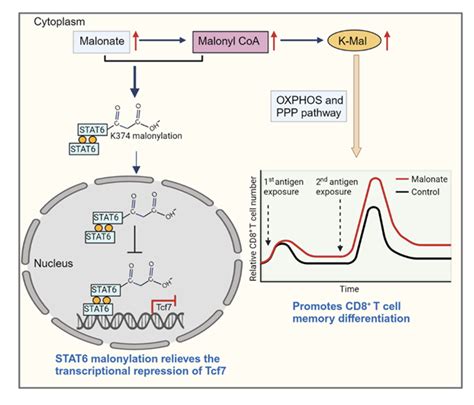 张爱军教授合作发文揭示cd8 T细胞抗肿瘤免疫调节新机制