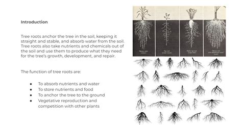 Natural Behavior Root Branching System Iaac Blog