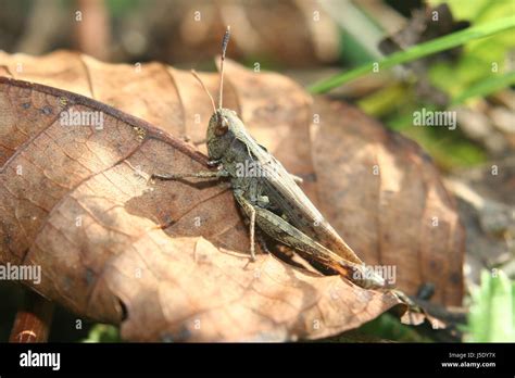Insect Grasshopper Hand Fall Autumn Feldheuschrecke Schrecke Acrididae Insect Grasshopper Hand Fall Autumn Feldheuschrecke Schrecke Acrididae