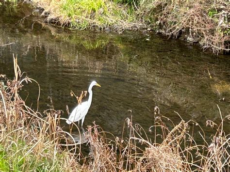 東京郊外の水場に集まる渡り鳥たち ogikubojinのブログ