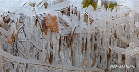 주렁주렁 매달린 고드름