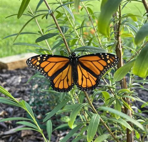 Monarch Butterfly Fall Migration