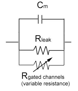 The Neuron Equivalent Circuit DocNeuro