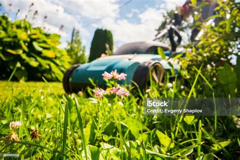 현대 정원이나 뒤뜰의 푸른 잔디에 잔디 발동기 잔디밭을 자르는 기계 원예 관리 도구 및 장비 잔디 다듬기 과정 0명에 대한 스톡