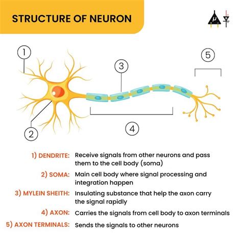 Parts Of A Neuron And Their Functions With Labelled Diagram Neurons
