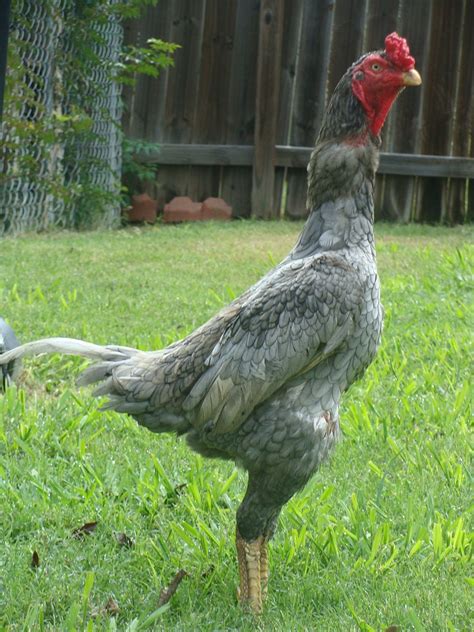 Ganoi Fowl And Feather Talk The Hunting Life