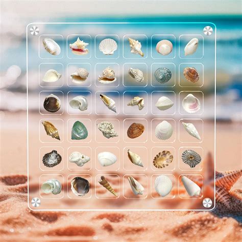 Acrylic Sea Shell Display Box 36 Grids Acrylic Magnetic