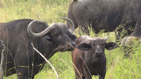 Real Wild Buffalo Herd In Natural Habitat In The African Savannah