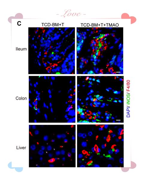 巨噬细胞与免疫反应：科学发现与实验证据