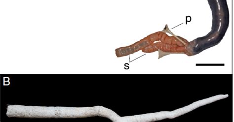 Sciency Thoughts Kuphus Polythalamia Can A Giant Free Living Shipworm Help To Explain The