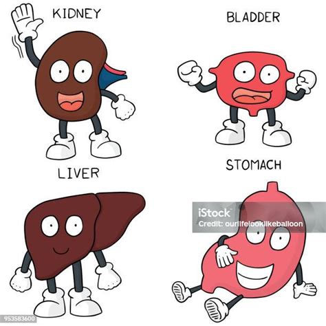 การ์ตูนอวัยวะภายใน ภาพประกอบสต็อก ดาวน์โหลดรูปภาพตอนนี้ กระเพาะปัสสาวะ ระบบขับถ่ายปัสสาวะ