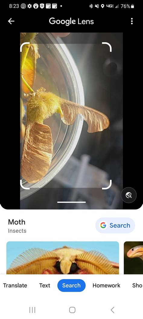 Trying To Identify This Maple R Treeidentification