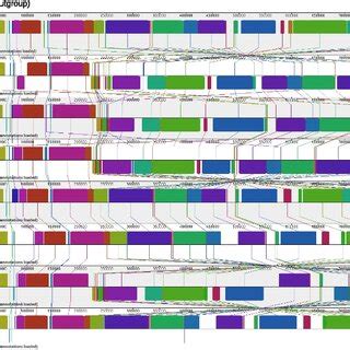 Multiple Genome Alignment Of Eight Strains Representing The Major Download Scientific Diagram