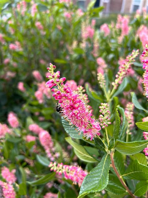 Ruby Spice Summersweet Clethra Clethra Alnifolia Ruby Spice — Plant