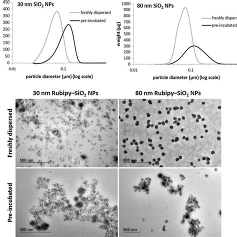 Size Distribution Of Rubipy Sio2 Nps In Complete Cell Culture Medium