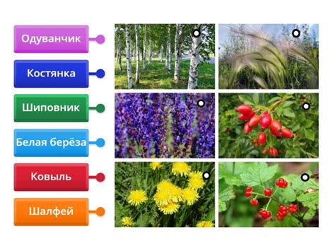 Укажи названия растений Labelled Diagram