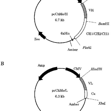 Structure Of Chicken Mouse Chimeric Antibody Expression Vectors A