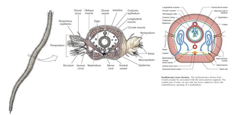 Excretory System Of Earthworm Biology Notes Online