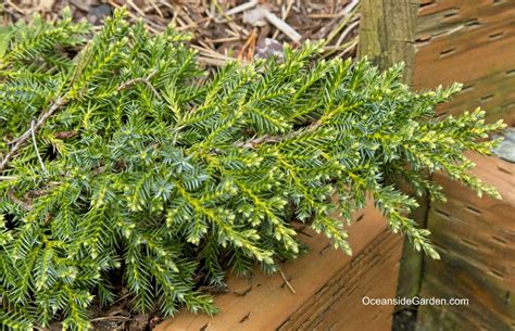 Juniperus X Pfitzeriana Daubs Frosted Oceanside Garden