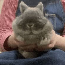 Cute Bunny Gif Cute Bunny Discover Share Gifs