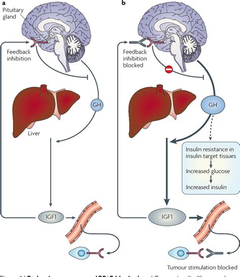 Insulin Semantic Scholar