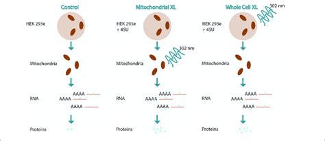 Overview Of Rna Crosslinking Methodologies Used Download