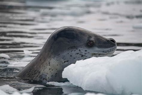 35 Amazing Animals That Live In The Coldest Waters Around The World