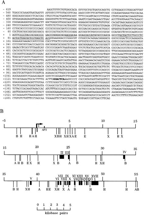 Structure Of The SEZ 6 Gene A The Sequence Of The Promoter Proximal Download Scientific