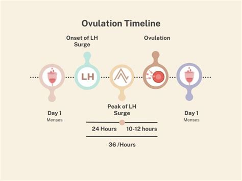 The Beginners Guide To A Normal Ovulation Cycle Transitions Of Motherhood