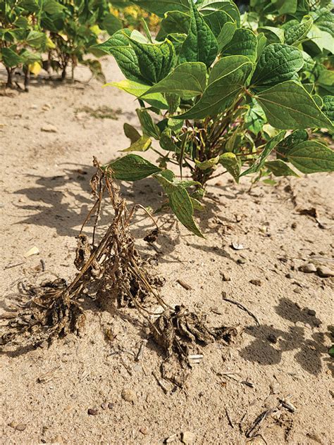 Managing Root Rot And Soybean Cyst Nematode In Dry Bean Top Crop Managertop Crop Manager