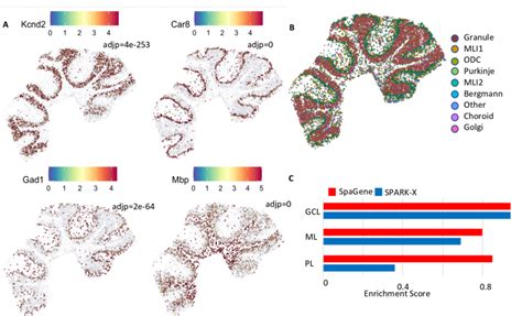 Application Of Spagene To Slideseq V2 Of Mouse Cerebellum Data A